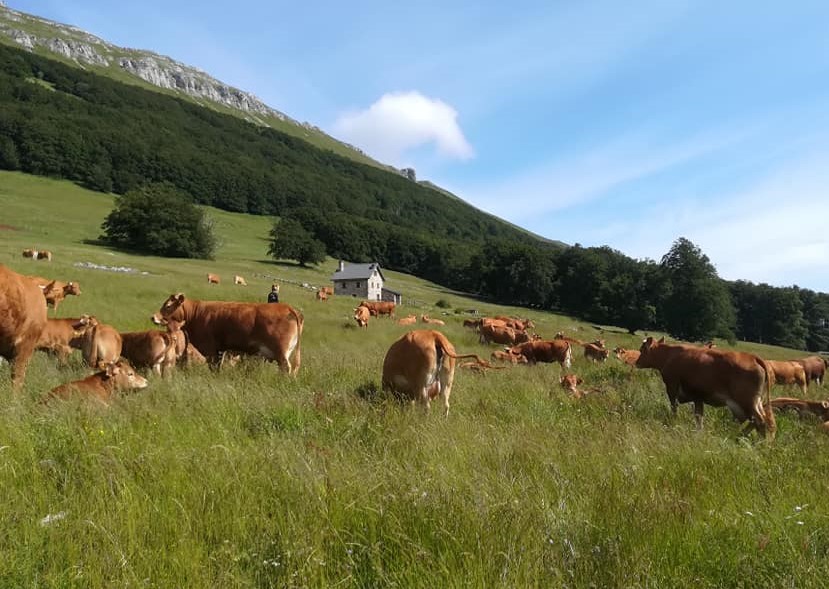 Les troupeaux à Ambel, juin 2020 - Les amis de Léoncel